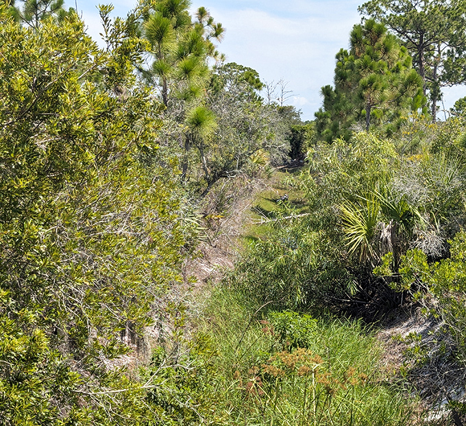 Nature trails cut through saw palmetto and scrub oak, creating natural corridors where wildlife encounters happen when least expected.