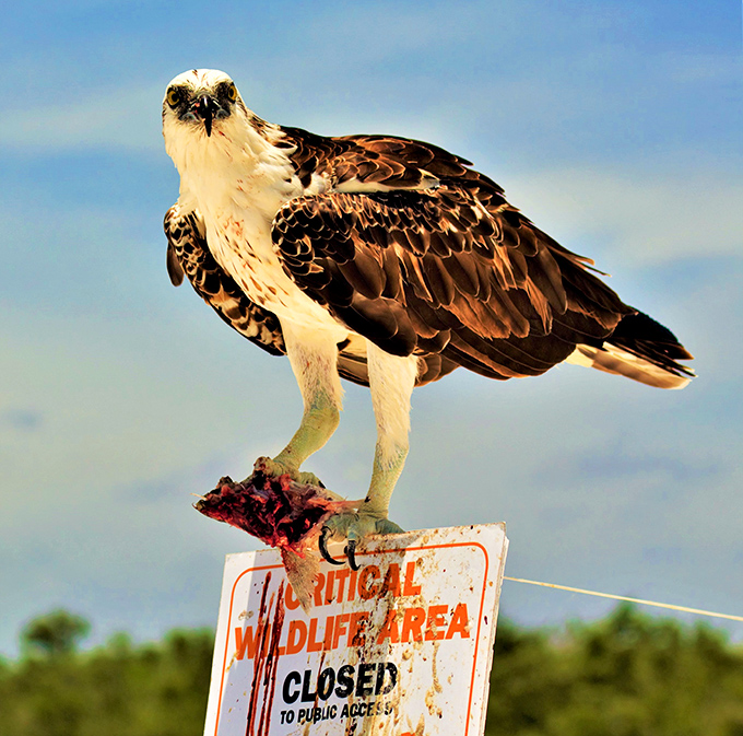 Ospreys survey their domain with the confidence of apex predators who know they're absolutely crushing the whole "majestic bird" thing.