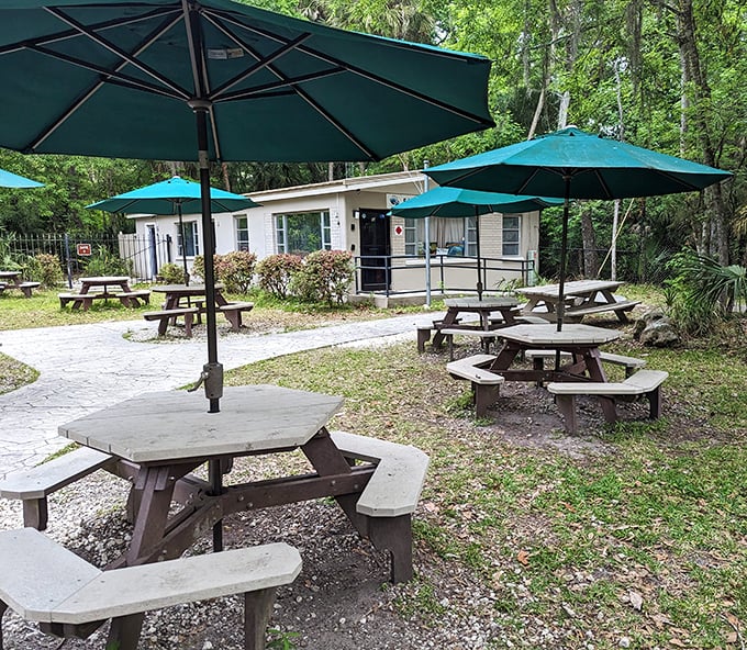The best dining room in Florida&mdash;wooden picnic tables where lunch comes with a side of wilderness.