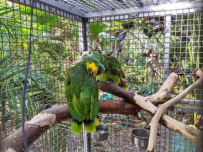 These emerald ambassadors perch regally in their enclosure, their brilliant plumage a living reminder of nature's extravagant color palette.