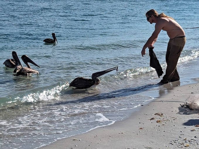 A beachside summit between human and pelicans &ndash; these prehistoric-looking birds are surprisingly social when they think you might have snacks.