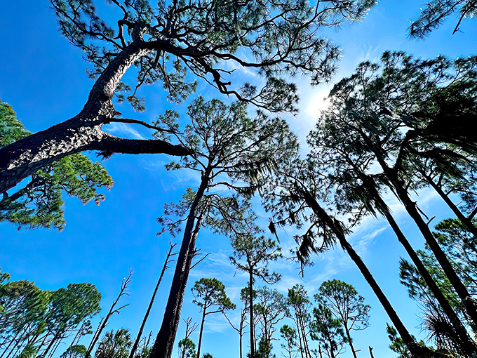 Towering pines reach skyward in Dunedin's preserved forests, creating nature's cathedral where sunlight filters through in divine rays.