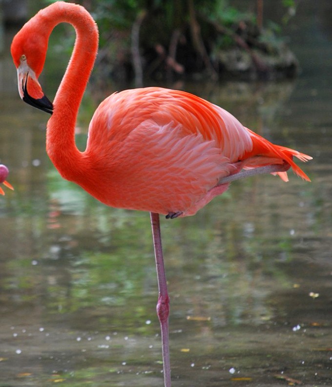 The ultimate balancing act &ndash; making standing on one leg look effortless while maintaining that perfect coral hue.