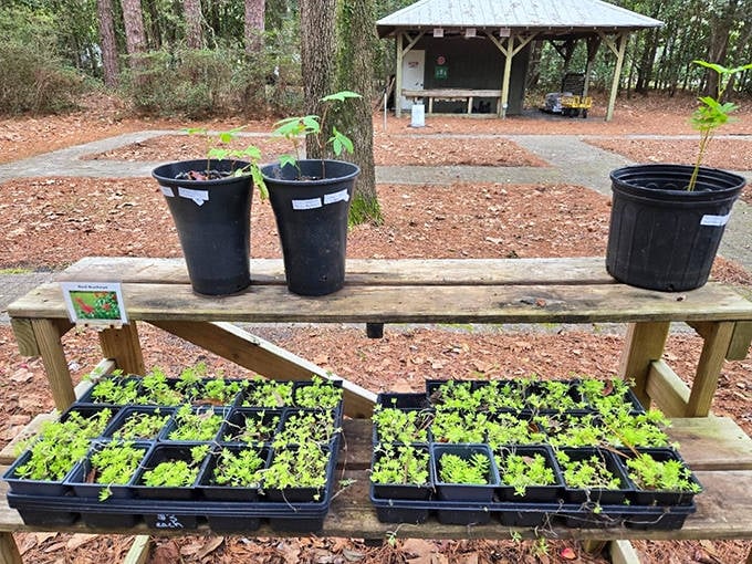 Tomorrow's garden stars waiting in the wings. These seedlings will eventually join the spectacular floral cast that makes Eden Gardens a showstopper.