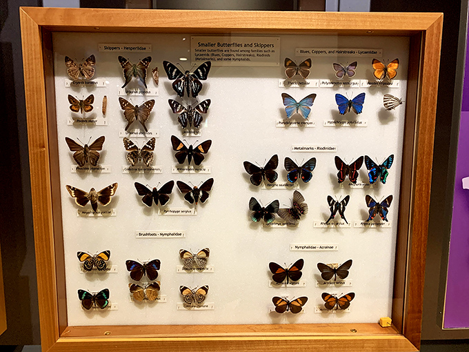 Nature's living jewelry, meticulously preserved &ndash; each butterfly a masterpiece of pattern and color that puts human artists to shame.