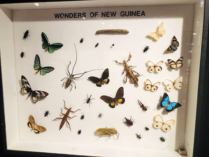 A fascinating display of preserved insects from New Guinea reveals nature's incredible diversity beyond the butterfly world.