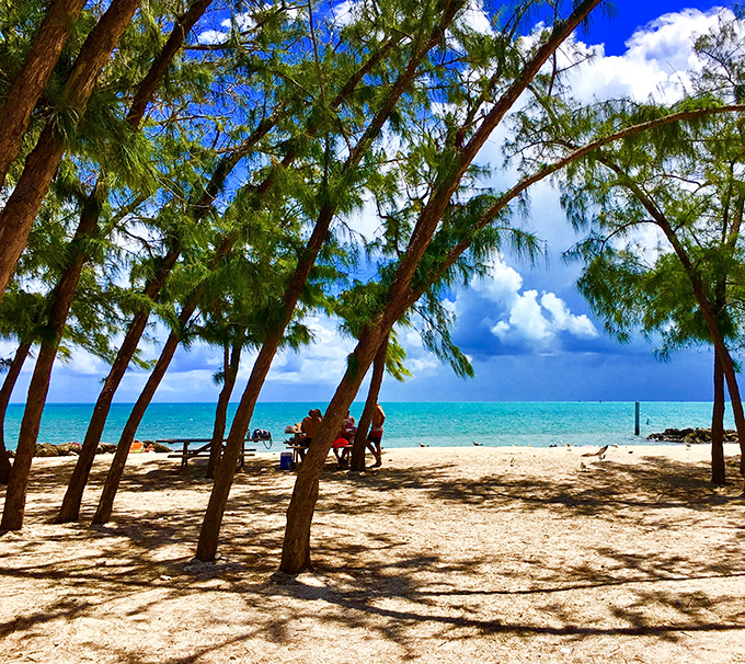 Australian pines create natural umbrellas, their dappled shade perfect for an afternoon escape from the Florida sunshine.