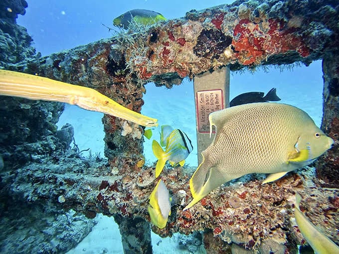 A school of yellow-tailed fish parades past a memorial marker, nature's way of paying respects in this living underwater sanctuary.