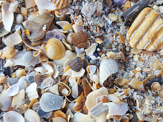 Shell seekers' paradise: Mickler's Landing after high tide reveals a carpet of oceanic treasures waiting to be discovered.