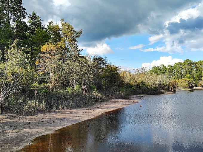 The sandy shoreline meets crystal clear waters, creating a natural beach where forest meets lake in perfect harmony.