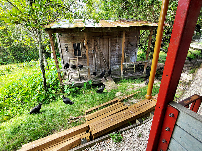 This quaint cabin looks like it was plucked from a Mark Twain novel &ndash; standing as a charming reminder of old Florida amid the reptilian residents.