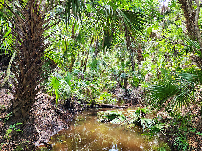 Liquid amber &ndash; this tranquil stream winds through palm hammocks like nature's own lazy river, minus the inflatable tubes.