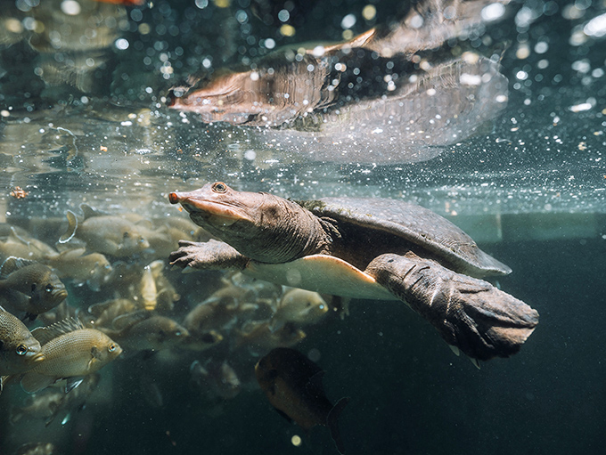 Meet Virgil, the softshell turtle celebrity who's mastered the art of photobombing underwater selfies. He's seen more divers than most instructors!