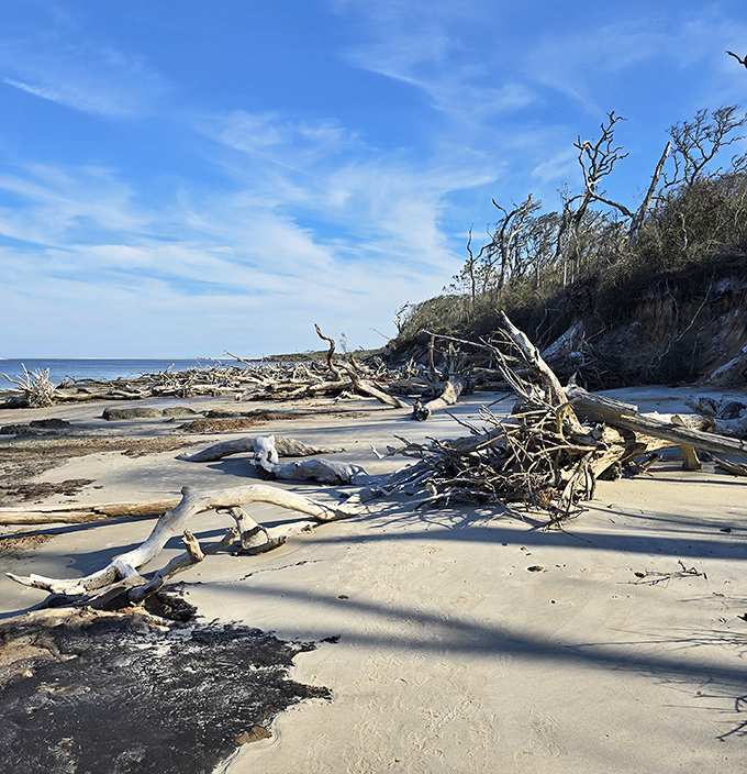 Sun-bleached sentinels stand guard along the shoreline, their twisted forms sculpted by years of salt, sun, and tide.