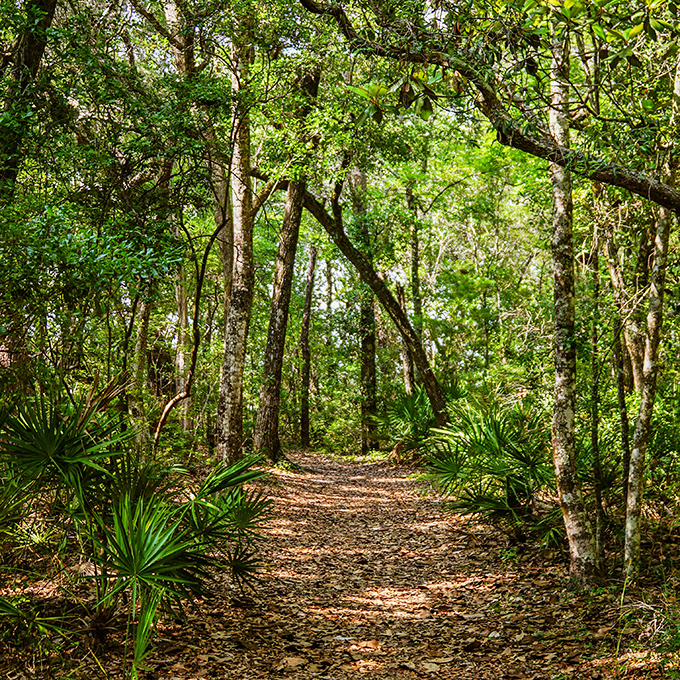 Nature's cathedral awaits &ndash; this winding trail through old Florida wilderness promises cool shade and wildlife encounters.