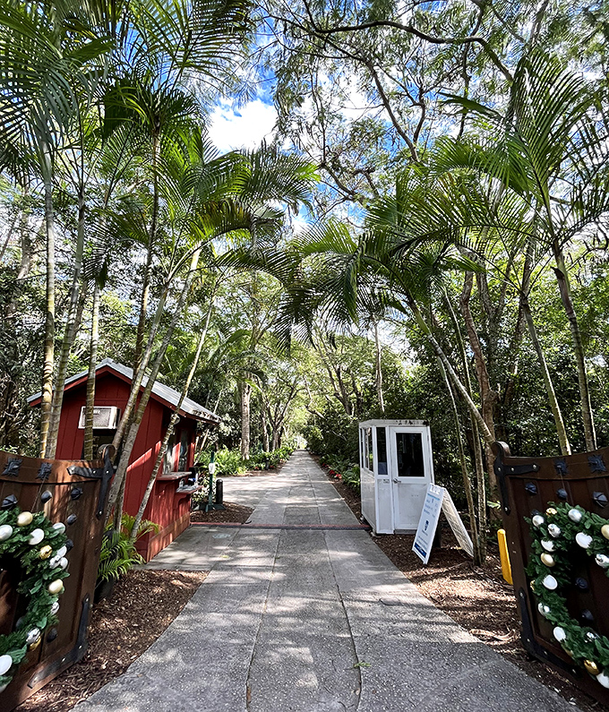 A pathway to tranquility where palm fronds filter sunlight into dancing patterns and string lights promise evening magic.