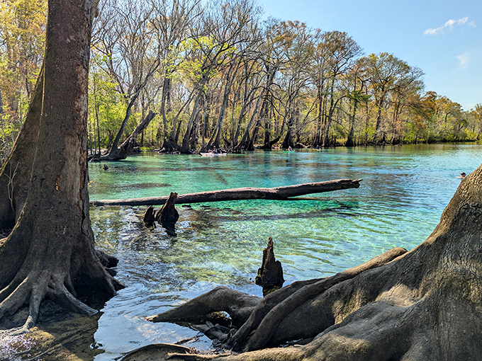 Ancient cypress sentinels stand guard over waters so pristine they've been keeping this secret for centuries.