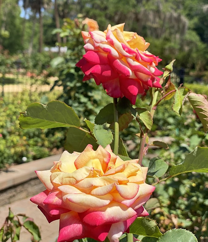 Nature's watercolor masterpiece in full bloom &ndash; this rose didn't just stop at one color when it could flaunt two, showing off like a botanical diva.