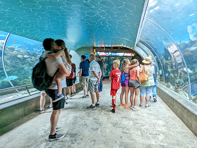 Walking through this underwater tunnel feels like starring in your own nature documentary &ndash; minus the dramatic voiceover and camera crew.