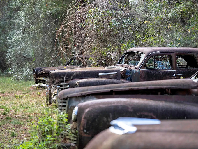 This side view showcases the variety of vehicles present, from work trucks to family sedans, all united in their slow return to nature.