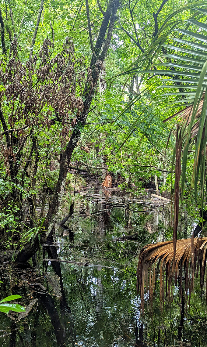 Mirror-like waters capture the forest's reflection, doubling the beauty in this tranquil swamp where time seems suspended.