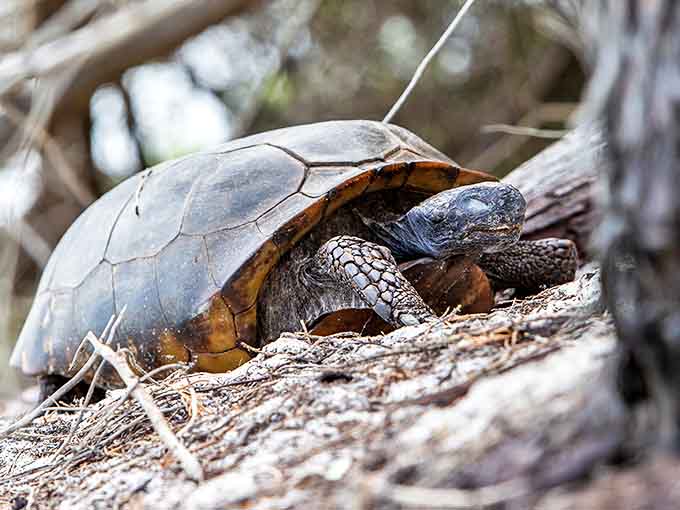A red-shouldered hawk surveys its domain from a perfect perch &ndash; just one of countless wildlife encounters awaiting Umatilla visitors.
