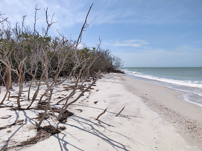 Wilderness meets waves! Caladesi's untamed beauty offers glimpses of Florida before postcards and theme parks.