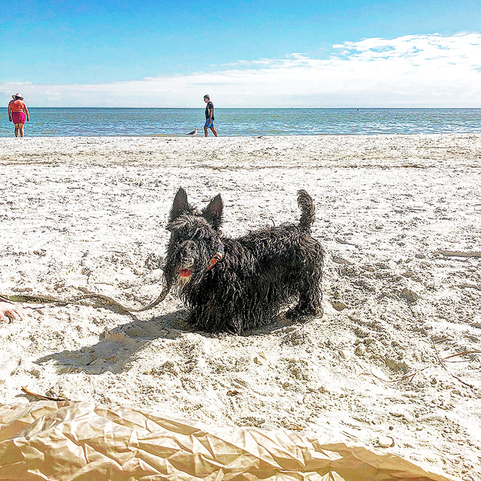 A small dog enjoys the vast expanse of Gulfside City Park Beach, proving size doesn't matter when it comes to appreciating a good shoreline.