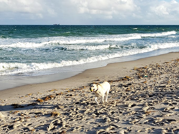 A dog exploring Hugh Taylor Birch State Park's shaded trails, where Fort Lauderdale's urban oasis provides a cool escape from city life.