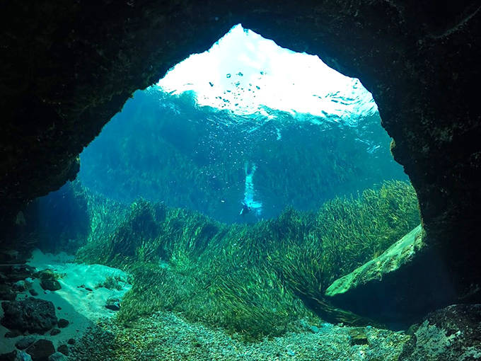 Jackson Blue Springs' inviting waters create a natural swimming pool surrounded by lush greenery, perfect for cooling off on hot Florida days.