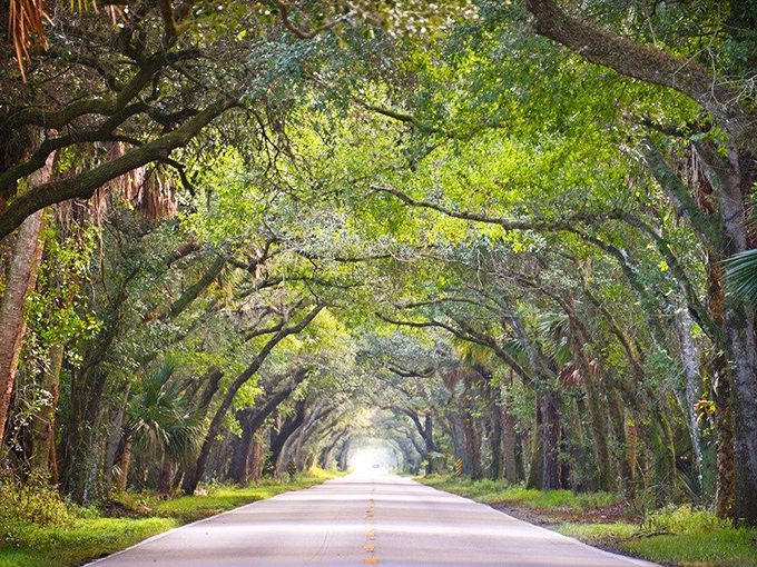 Martin Grade Scenic Highway preserves a slice of Old Florida, where ancient oaks create patterns of light and shadow across this rural two-lane road.
