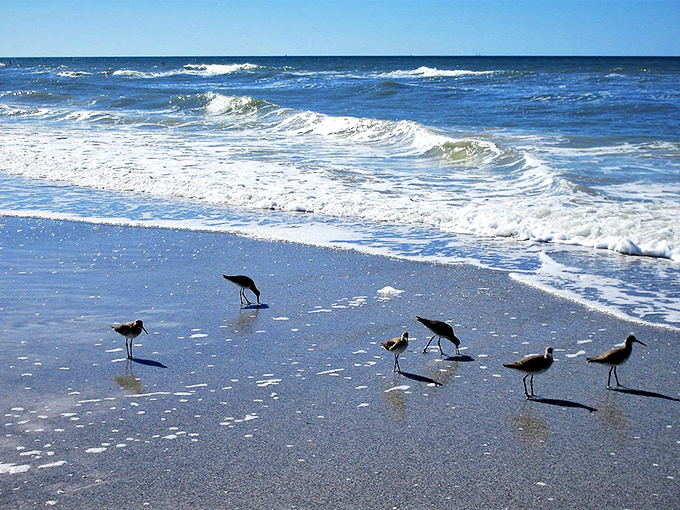 A flock of sandpipers plays tag with the waves at Pensacola Beach, their delicate legs dancing across the wet sand.