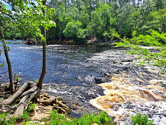 The powerful flow of Big Shoals demonstrates Florida's wild side, where tea-colored waters rush over ancient limestone creating a spectacle few tourists ever witness.