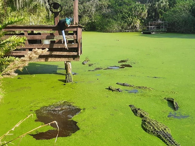 Alligators patrol the green waters at Gatorland's. These ancient reptiles have called Florida home for millions of years.