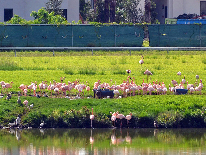 Hialeah Park Casino's famous flamingo lake offers a unique setting where these elegant birds have become a beloved fixture of the historic property.
