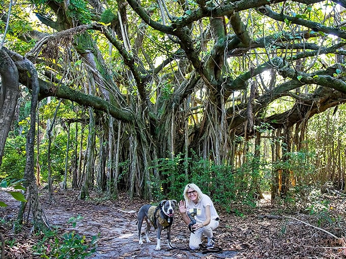 Canine explorer under the magnificent canopy of trees at Hugh Taylor Birch State Park, where ancient banyans create natural tunnels for shaded walks.
