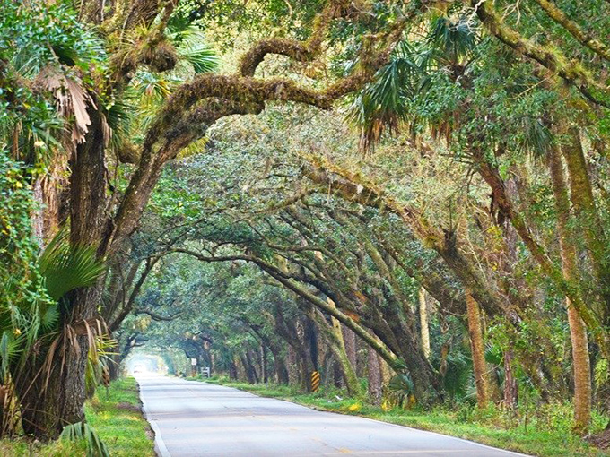 Sunlight filters through gaps in the continuous canopy along Martin Grade, creating a natural light show that changes with every passing hour.