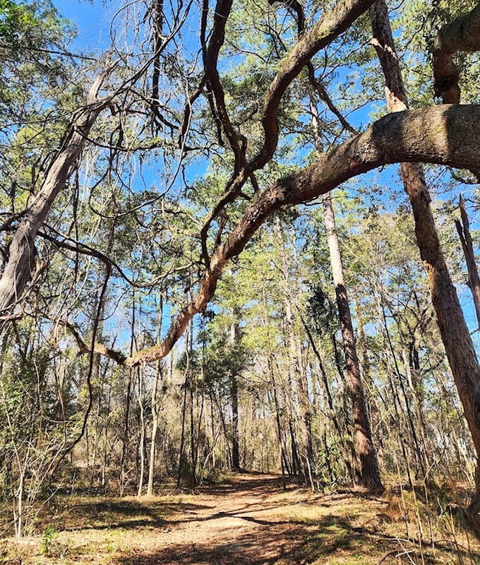 Spanish moss and twisted branches frame this peaceful stretch like nature's own artwork hanging in an outdoor gallery of green.