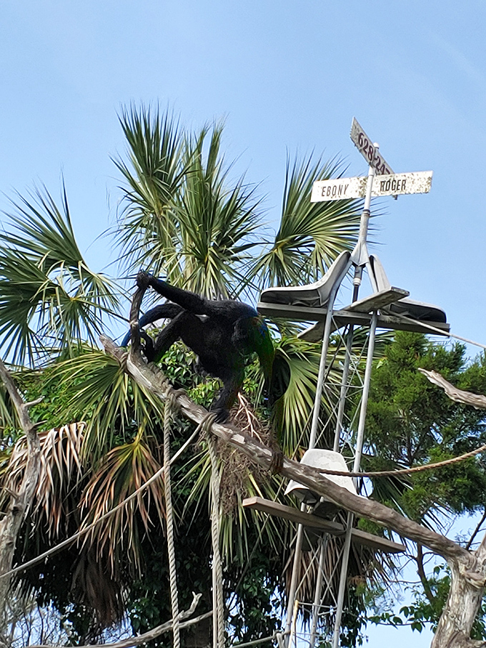 No ordinary island address – this tiny tropical outpost is home to some of Florida's most entertaining residents with a penchant for climbing and showing off.