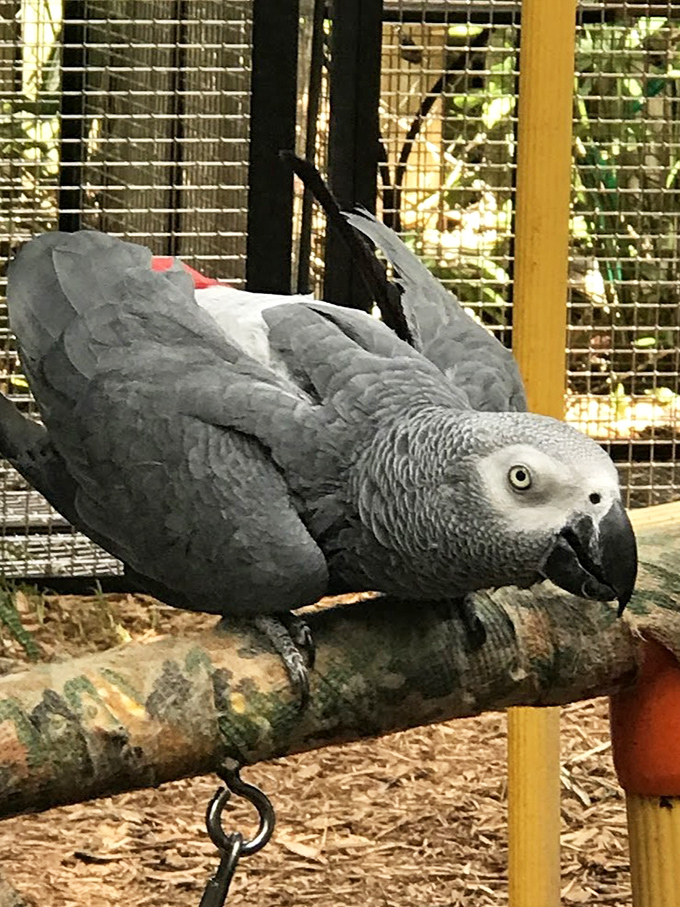 This African Grey parrot contemplates life's great mysteries&mdash;or possibly just plotting its next witty remark to surprise unsuspecting visitors.
