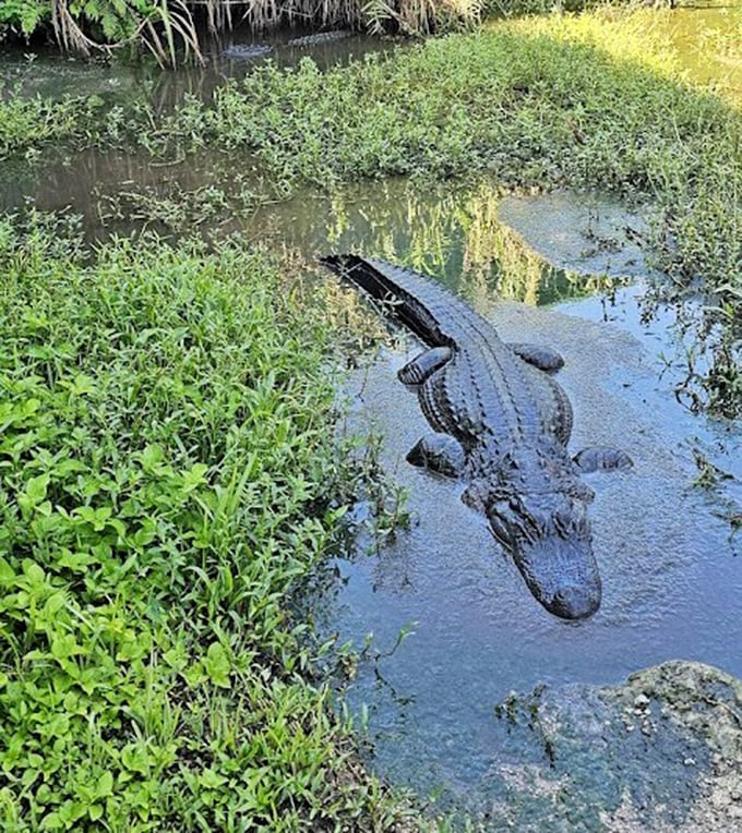 This sunbathing alligator seems completely unbothered by tourists or cryptid hunters &ndash; just another day in paradise for Florida's prehistoric mascot.
