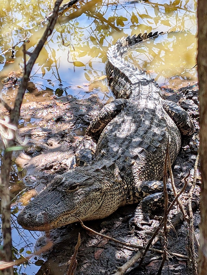 Florida's prehistoric residents still call these waters home &ndash; this sunbathing alligator has perfected the art of becoming one with nature.