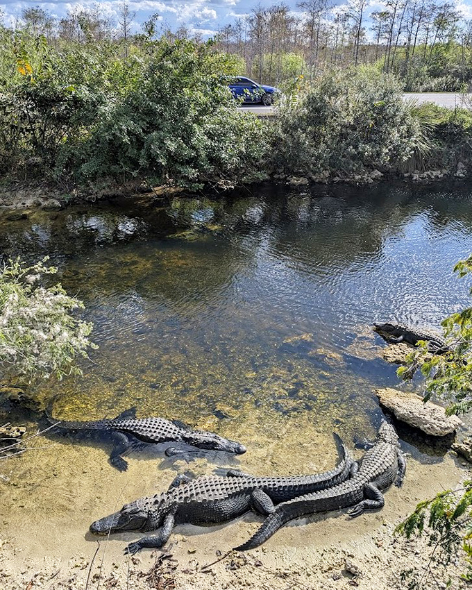The alligator welcoming committee seems to be having a staff meeting. Best not to interrupt their agenda.