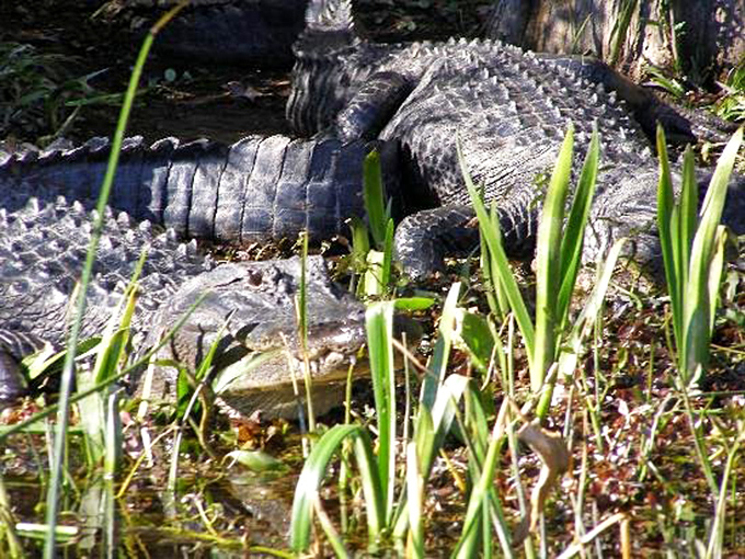 Prehistoric sunbathers! These alligators have perfected the art of lounging through millions of years of evolutionary practice.
