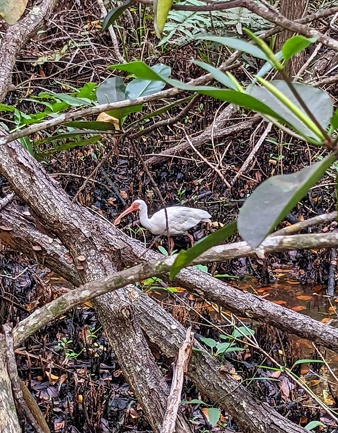 An American white ibis hunts among the mangrove roots, its curved bill perfectly adapted for probing the mud for tasty crustaceans.
