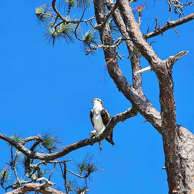 An osprey surveys its domain from a pine tree perch, reminding everyone that some offices have better views than others.
