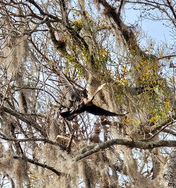 "Look at me, I'm fabulous!" This anhinga strikes a pose worthy of a wildlife fashion magazine cover.