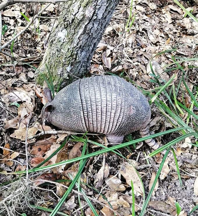 Armadillo: Florida's armored residents often make surprise appearances, waddling through the park like tiny prehistoric tanks on patrol.