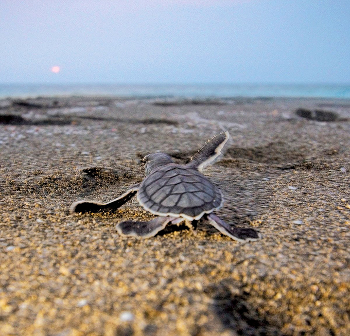 A baby sea turtle begins life's greatest adventure, racing toward the Gulf with determination that would put Olympic sprinters to shame.