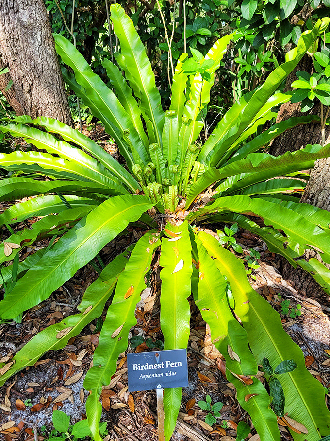 The Bird's Nest Fern unfurls its dramatic fronds like nature's welcome mat, a tropical showstopper that thrives in Florida's humid embrace.